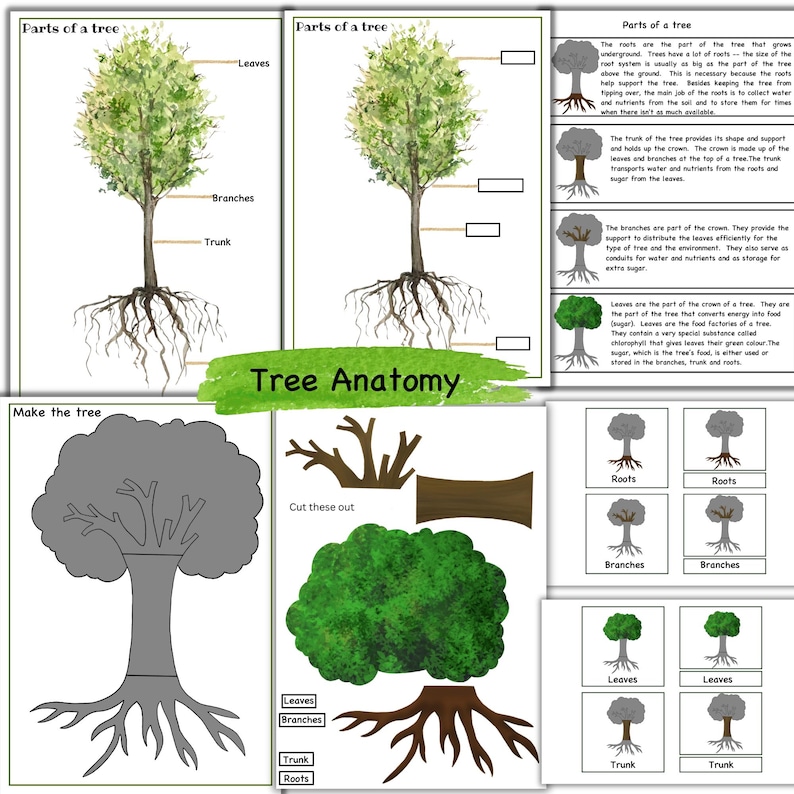 Trees Leaves Unit Study, Tree Forms, Parts of a Tree, Parts of Leaf ...