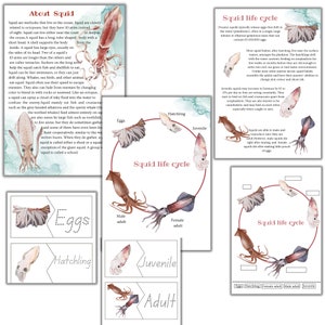 Squid Mini Unit Study, Mollusk Study, Sea Animals Activities, Squid ...