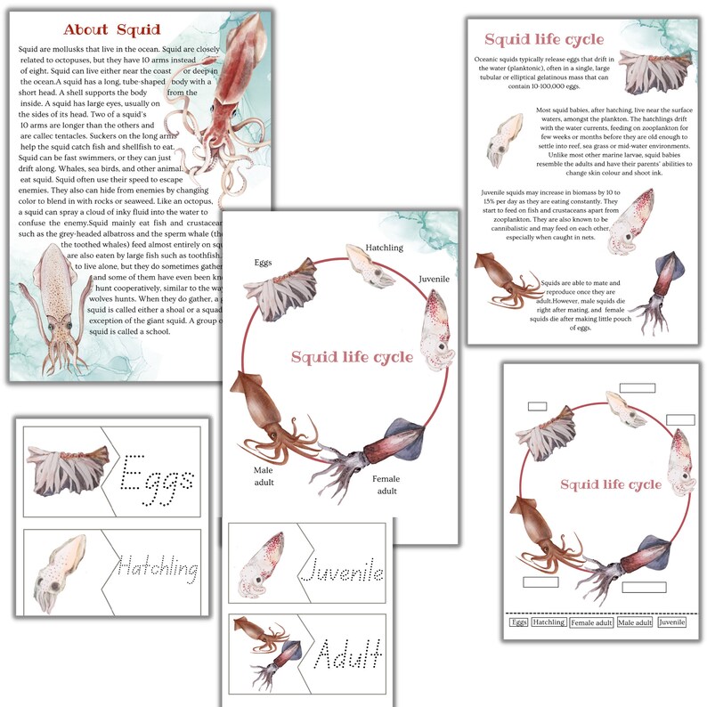 Squid Mini Unit Study, Mollusk Study, Sea Animals Activities, Squid ...