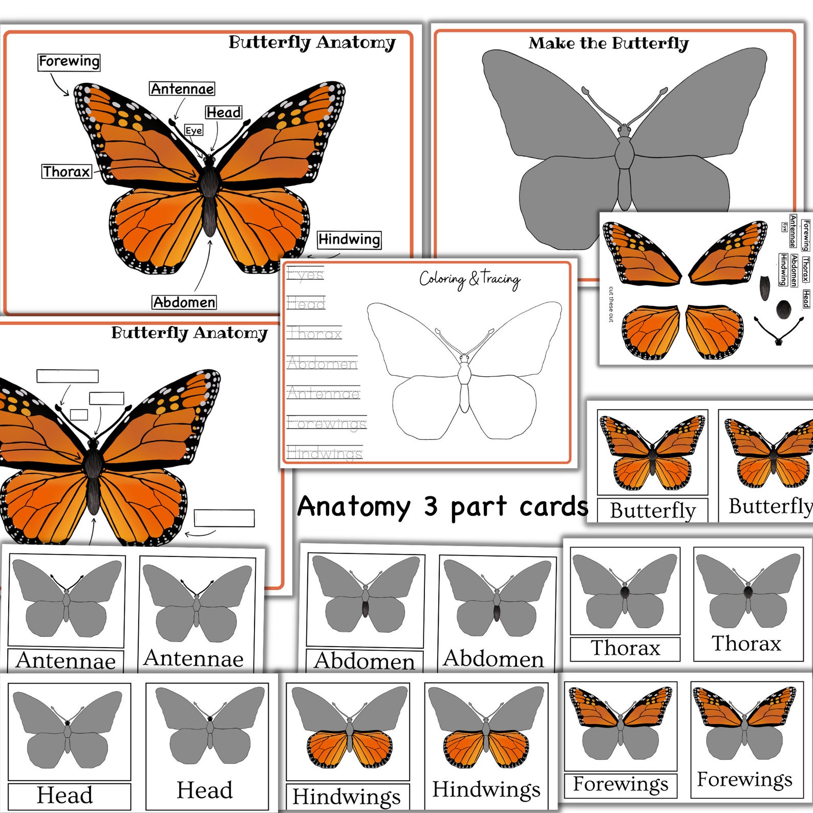 Butterfly Unit Study, Butterfly Printable Puzzle, Butterfly 3 Part ...