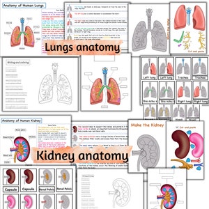 Human Body Unit Study, Skeleton Anatomy, Heart Anatomy, Brain Anatomy ...