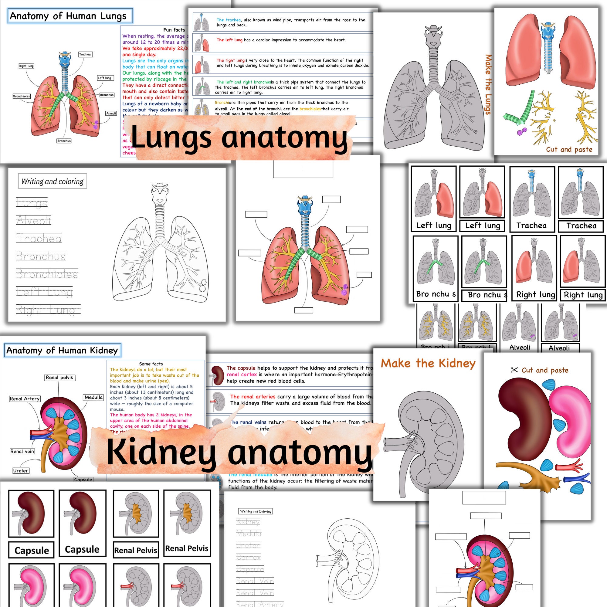 Human Body Unit Study, Skeleton Anatomy, Heart Anatomy, Brain Anatomy ...