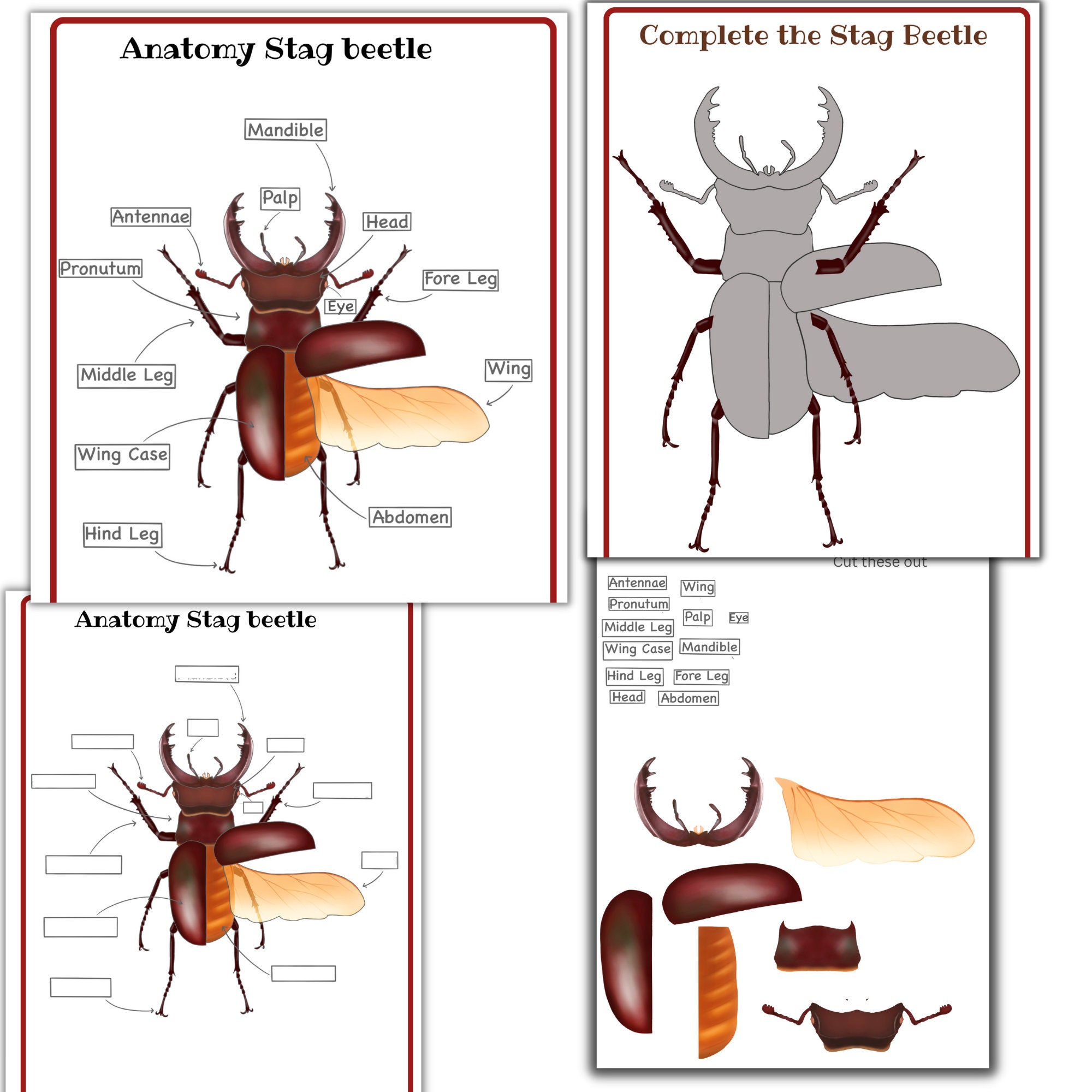 Stag Beetle Mini Unit, Rhinoceros Beetle Mini Unit, Stag Beetle ...