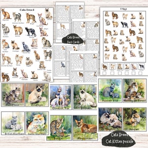 Cat Unit Study, Cat Anatomy, Tiger Anatomy, Big Cats Unit, Cat ...