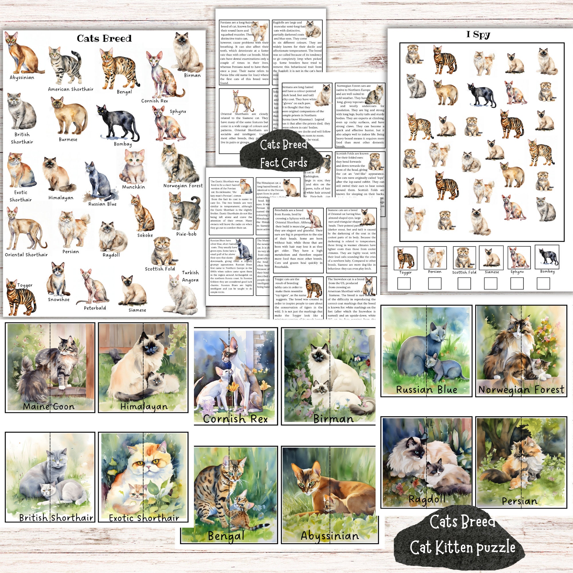 Cat Unit Study, Cat Anatomy, Tiger Anatomy, Big Cats Unit, Cat ...