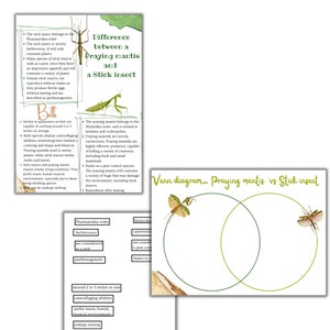 Praying Mantis Mini Unit Study, Praying Mantis Activities, Insects ...