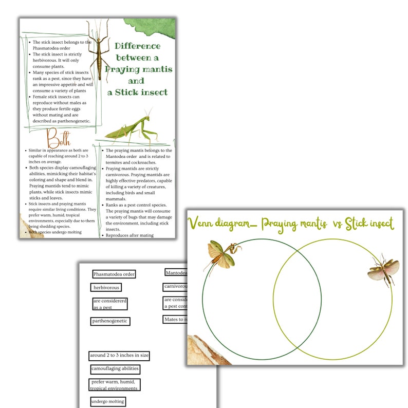 Praying Mantis Mini Unit Study, Praying Mantis Activities, Insects ...