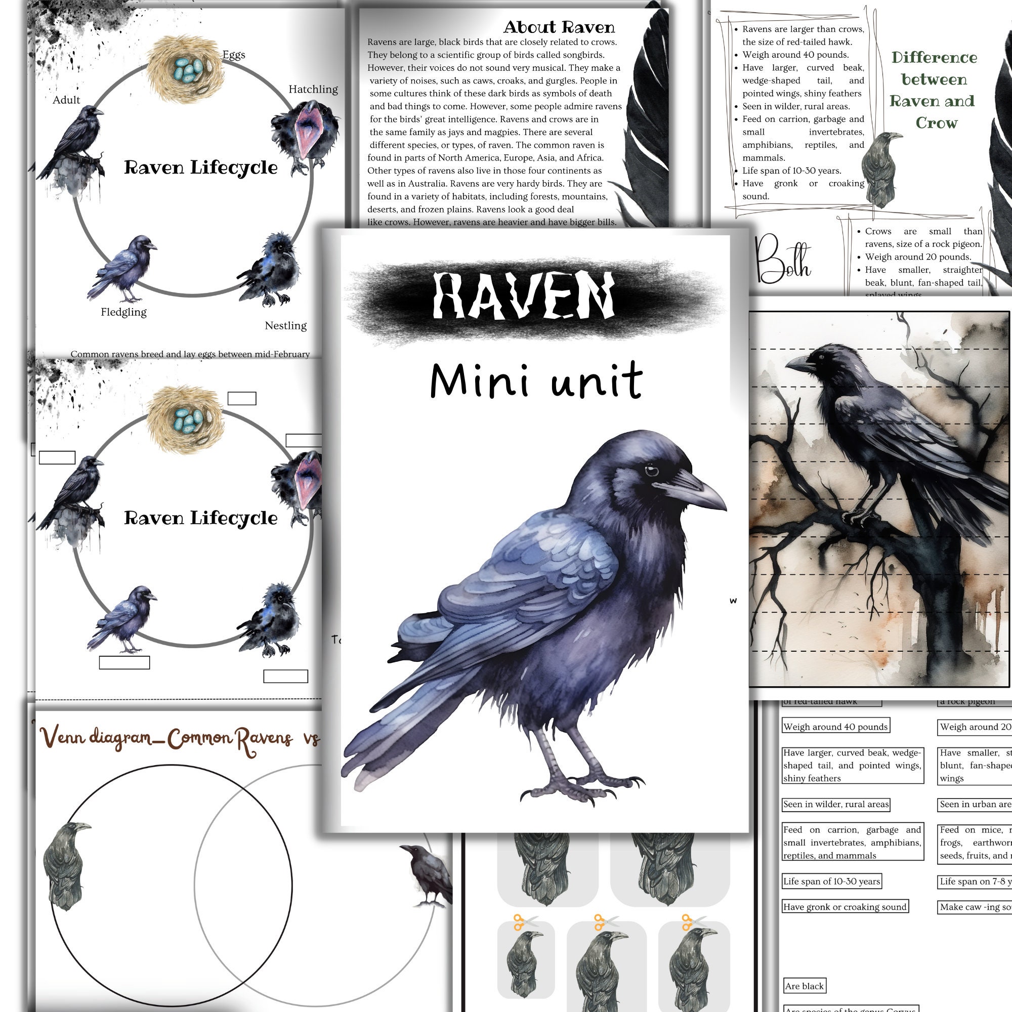 Raven Unit Study, Raven Anatomy, Halloween Printable Activity, Home ...