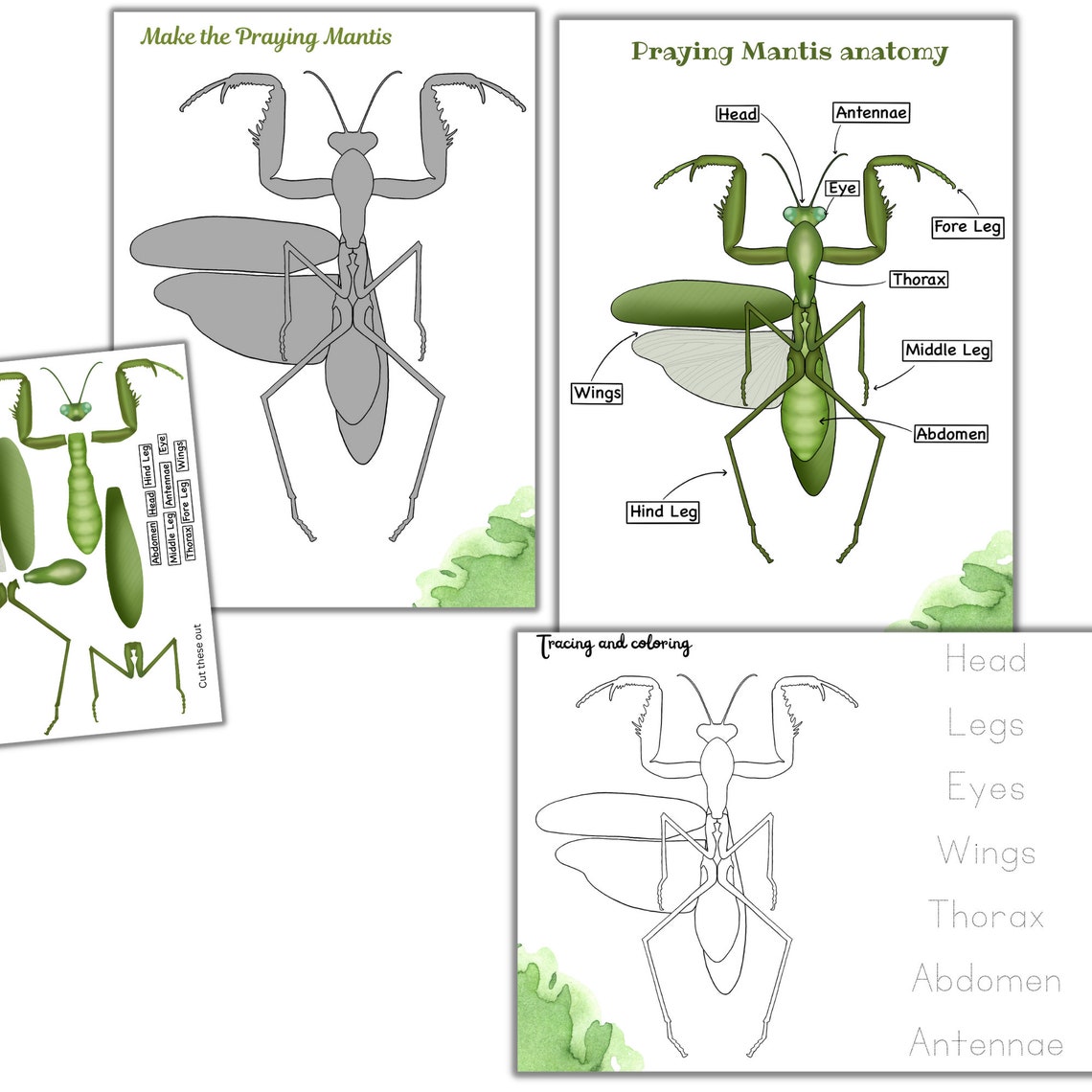 Praying Mantis Mini Unit Study, Praying Mantis Activities, Insects ...