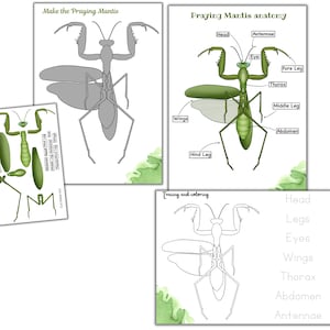 Praying Mantis Mini Unit Study, Praying Mantis Activities, Insects ...
