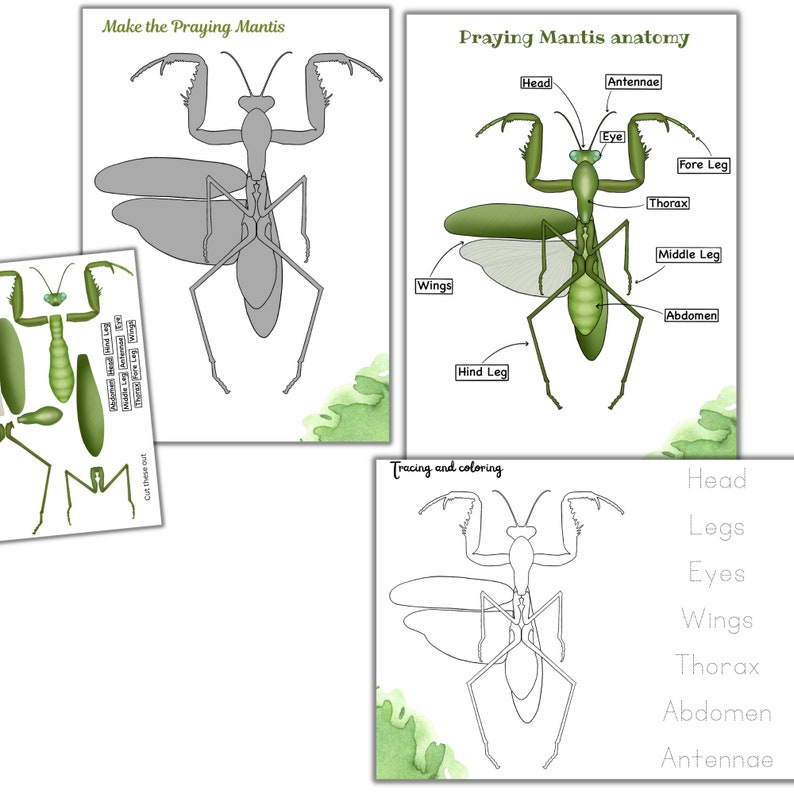 Praying Mantis Mini Unit Study, Praying Mantis Activities, Insects ...