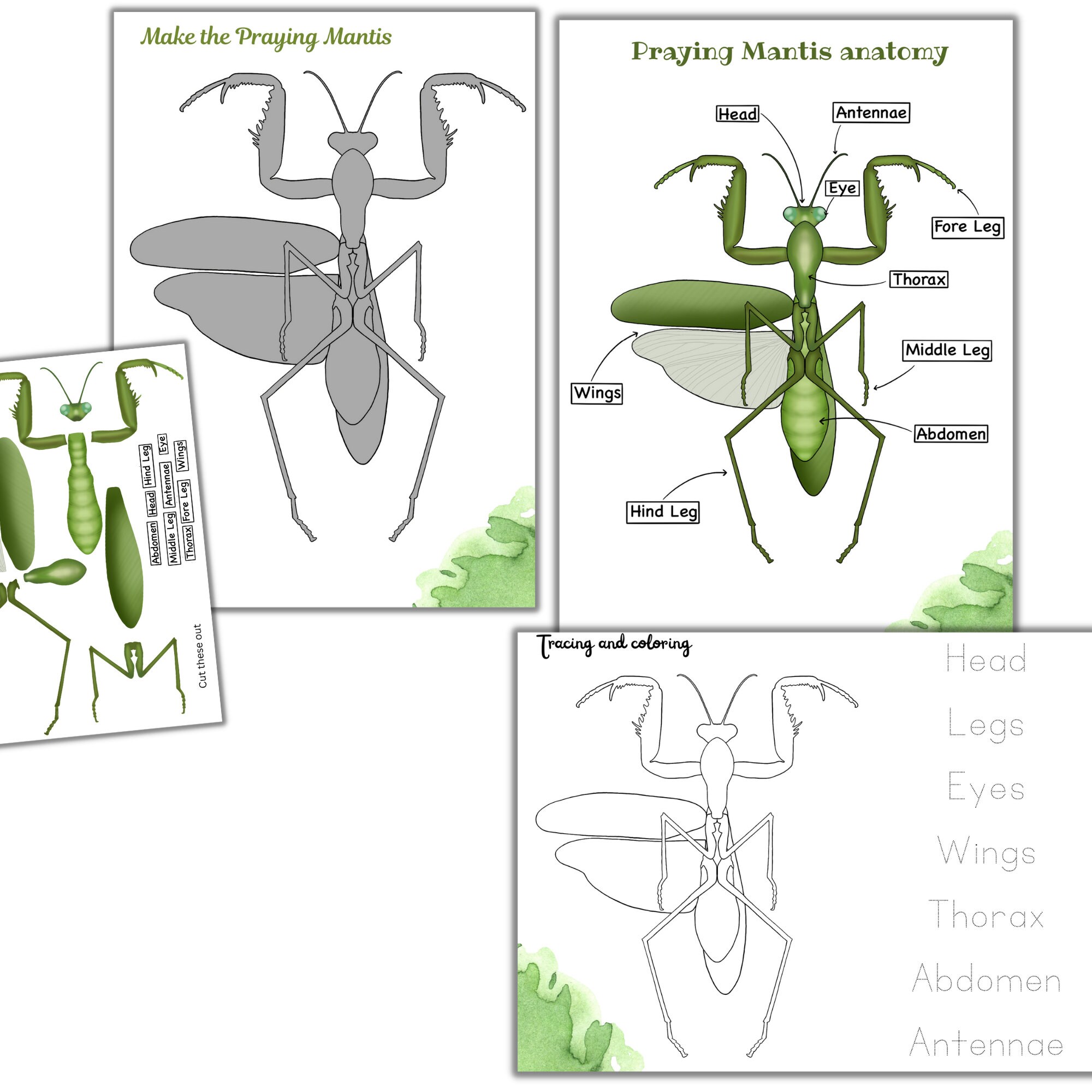 Praying Mantis Mini Unit Study, Praying Mantis Activities, Insects ...