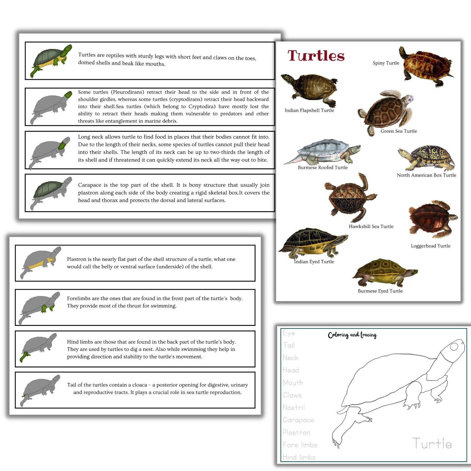 Sea Turtle Mini Unit, Turtle Printable Puzzle, Turtle 3 Part Cards ...