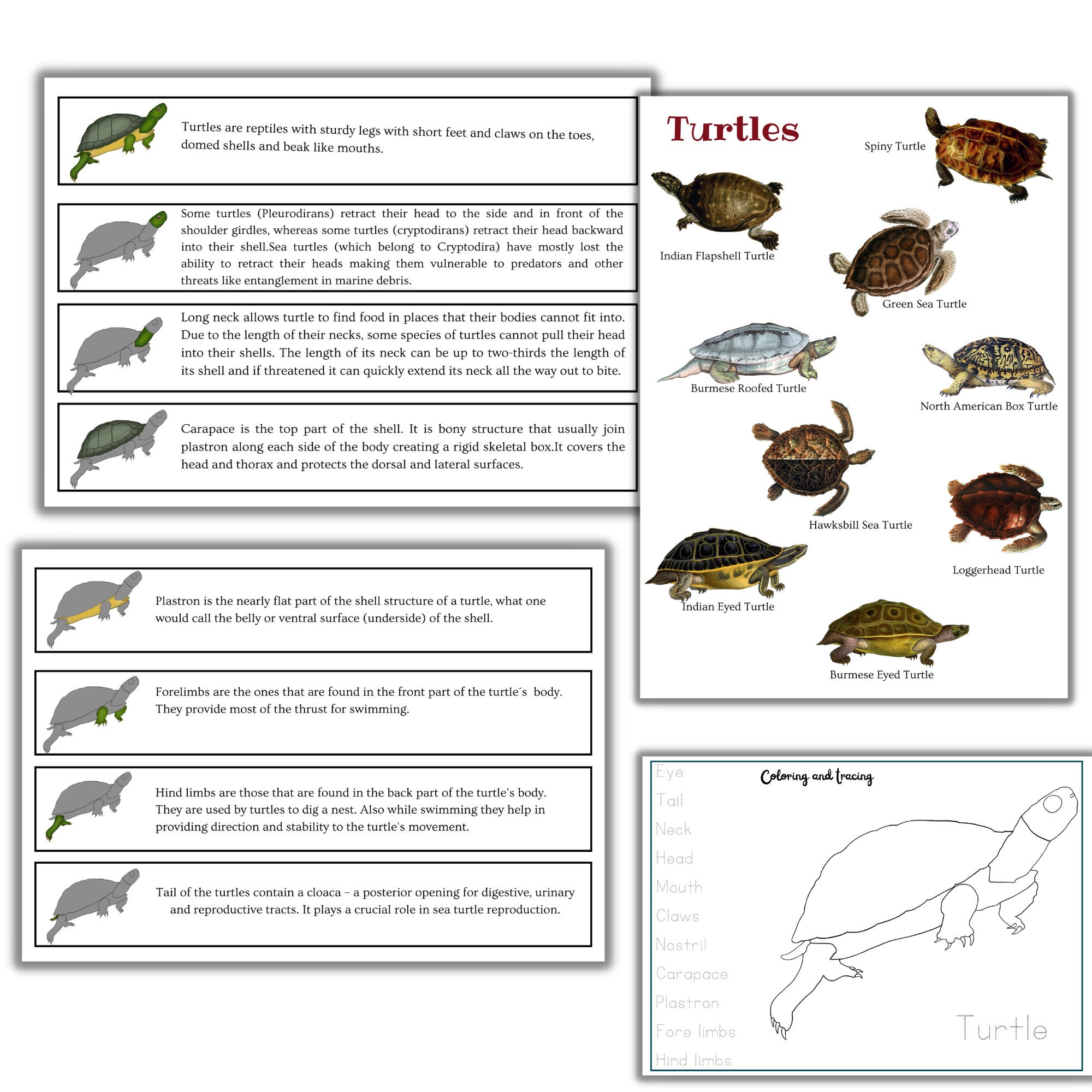 Sea Turtle Mini Unit, Turtle Printable Puzzle, Turtle 3 Part Cards ...