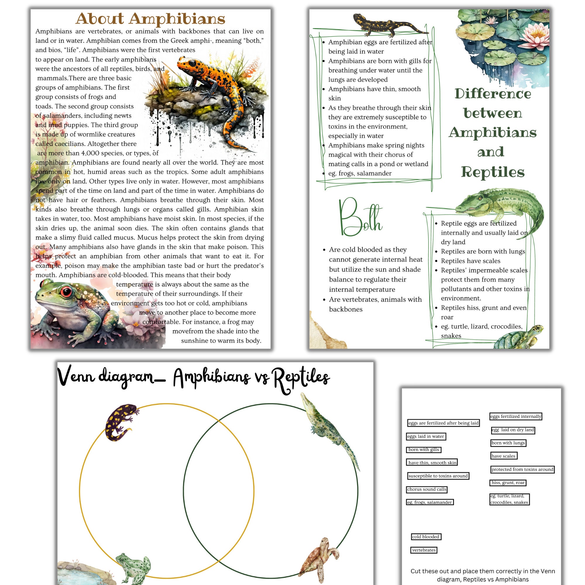 Amphibian Unit Study Frogs Unit Study Frogs 3 Part Cards - Etsy Australia