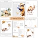 Desert Unit Study, Camel Unit Study, Desert Activities, Biome Unit ...