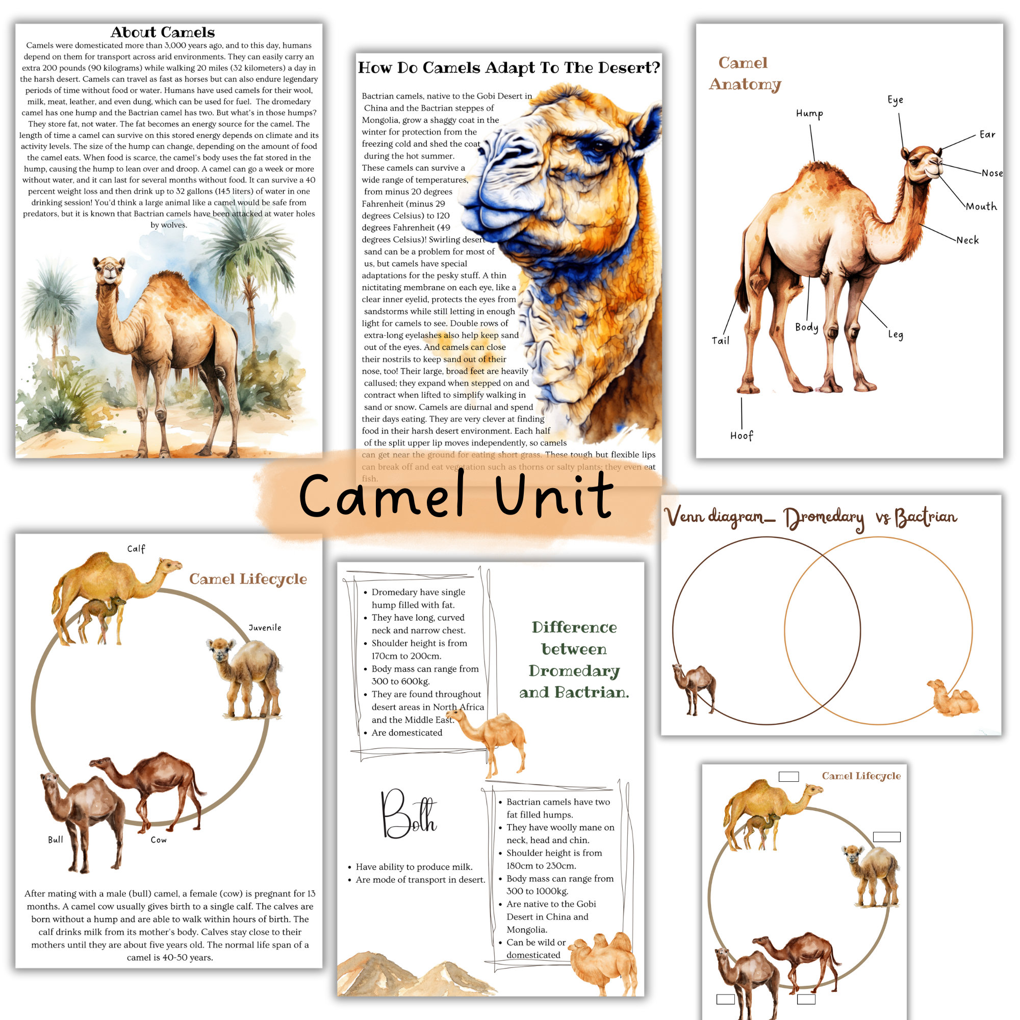 Desert Unit Study, Camel Unit Study, Desert Activities, Biome Unit ...