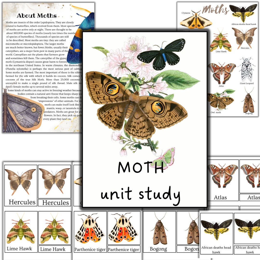 Moth Unit Study, Luna Moth Printable Puzzle, Luna Moth 3 Part Cards ...