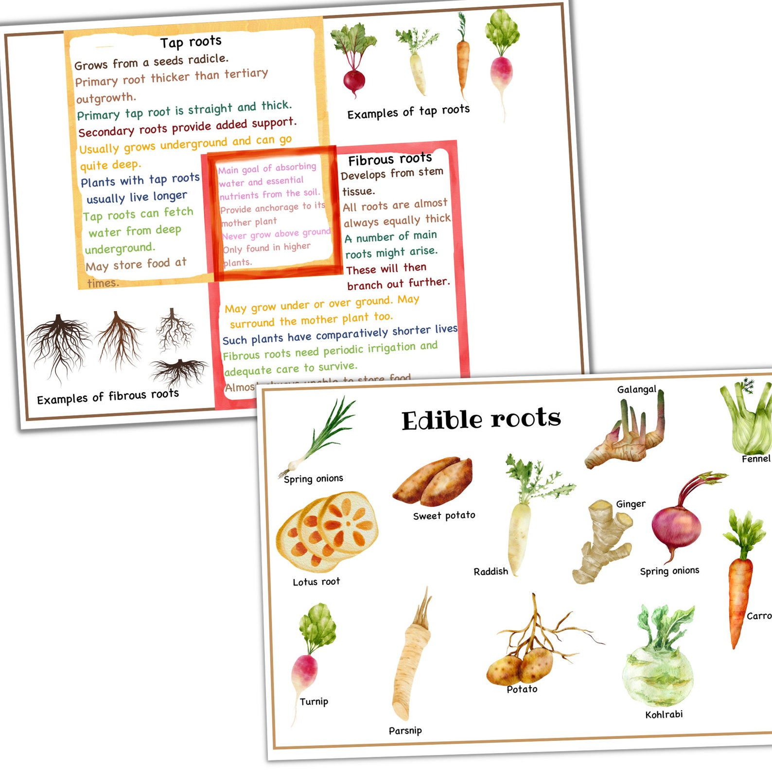 Root Anatomy Part of Roots 3 Part Roots Cards Spring Unit - Etsy