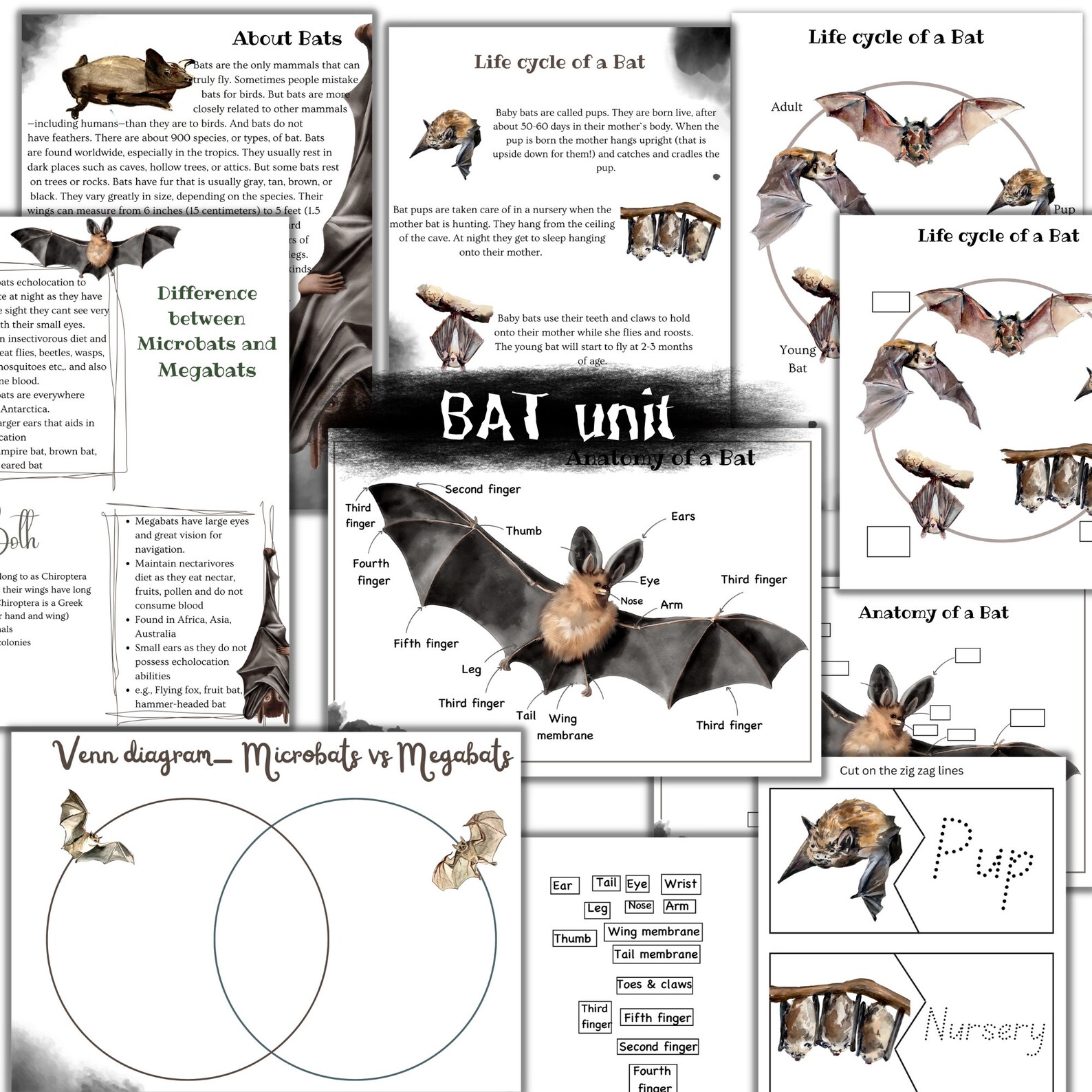 HALLOWEEN UNIT STUDY, Spider Unit Study, Raven Unit Study, Pumpkin Unit ...