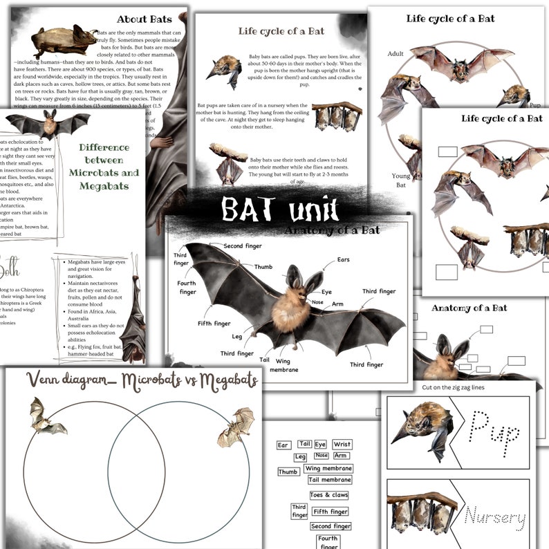 HALLOWEEN UNIT STUDY, Spider Unit Study, Raven Unit Study, Pumpkin Unit ...
