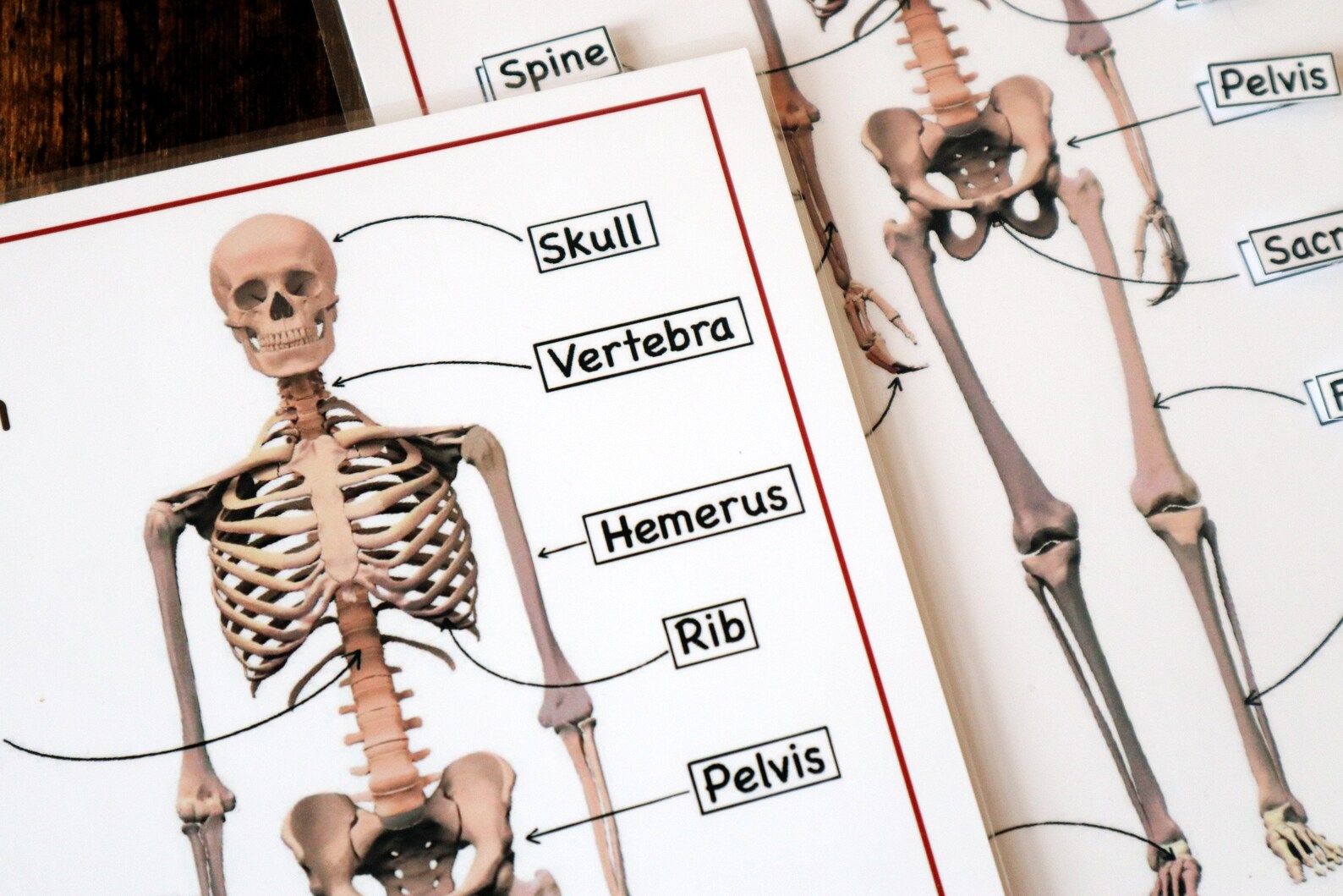 Human Skeleton Printable Activity Human Body Unit Biology - Etsy UK