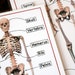 Human Skeleton Printable Activity, Human Body Unit, Biology, Science ...