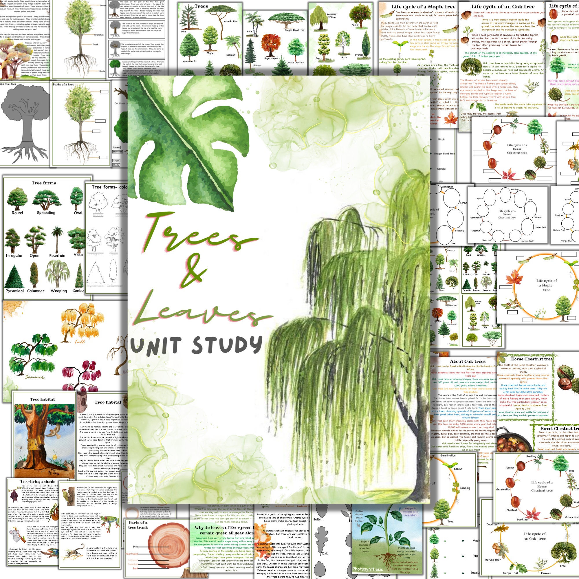 Trees Leaves Unit Study Tree Forms Parts of a Tree Parts of - Etsy