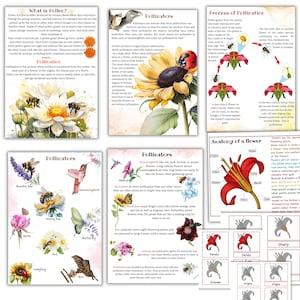 Wildflowers Unit Study, Pollinators Unit Study, Flower Anatomy, Nature ...