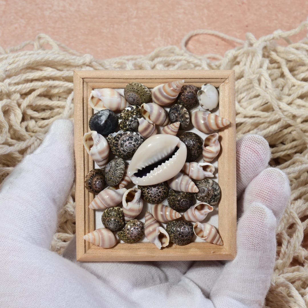 Shell Big Mouth Monster Miniature: Handmade Vintage Photo Frame Art BJD ...