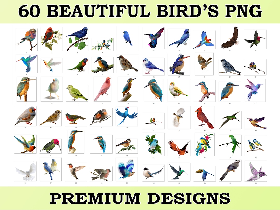 60 Birds PNG Birds Clipart PNG Colorful Birds Watercolor Birds PNG ...