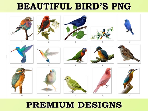 Colorful Birds Names