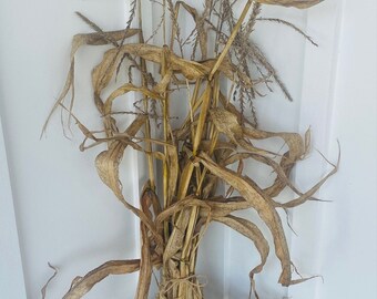 32 Inch Dried Corn Stalks Bundle Fall Decor Halloween/thanksgiving Fall ...