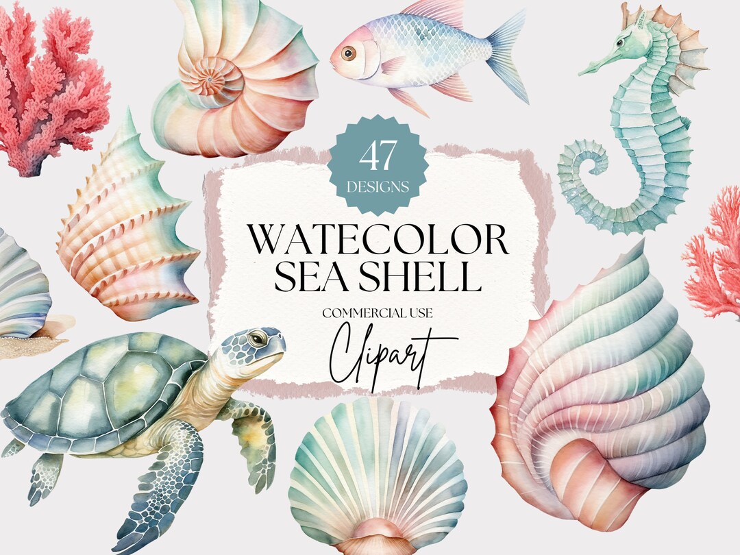 Watercolor Sea Shell Clipart | Watercolor Seashells Clipart, Watercolor ...