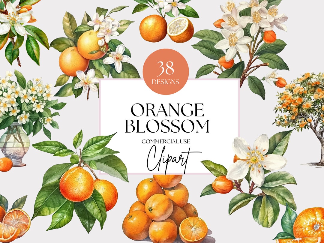 Watercolor Orange Blossom Clipart Bundle, Digital Crafting, Nursery ...