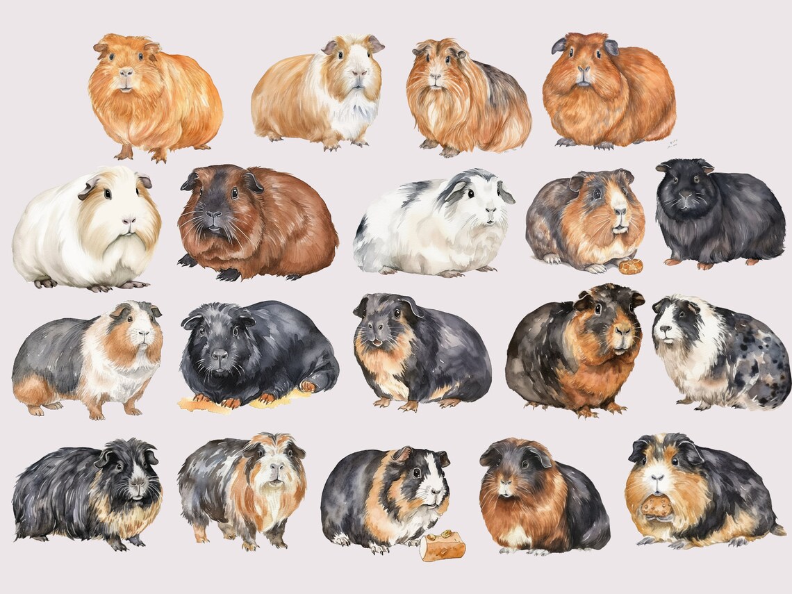 Watercolor Guinea Pig Clipart Bundle Pet Animals Sublimation Nursery ...