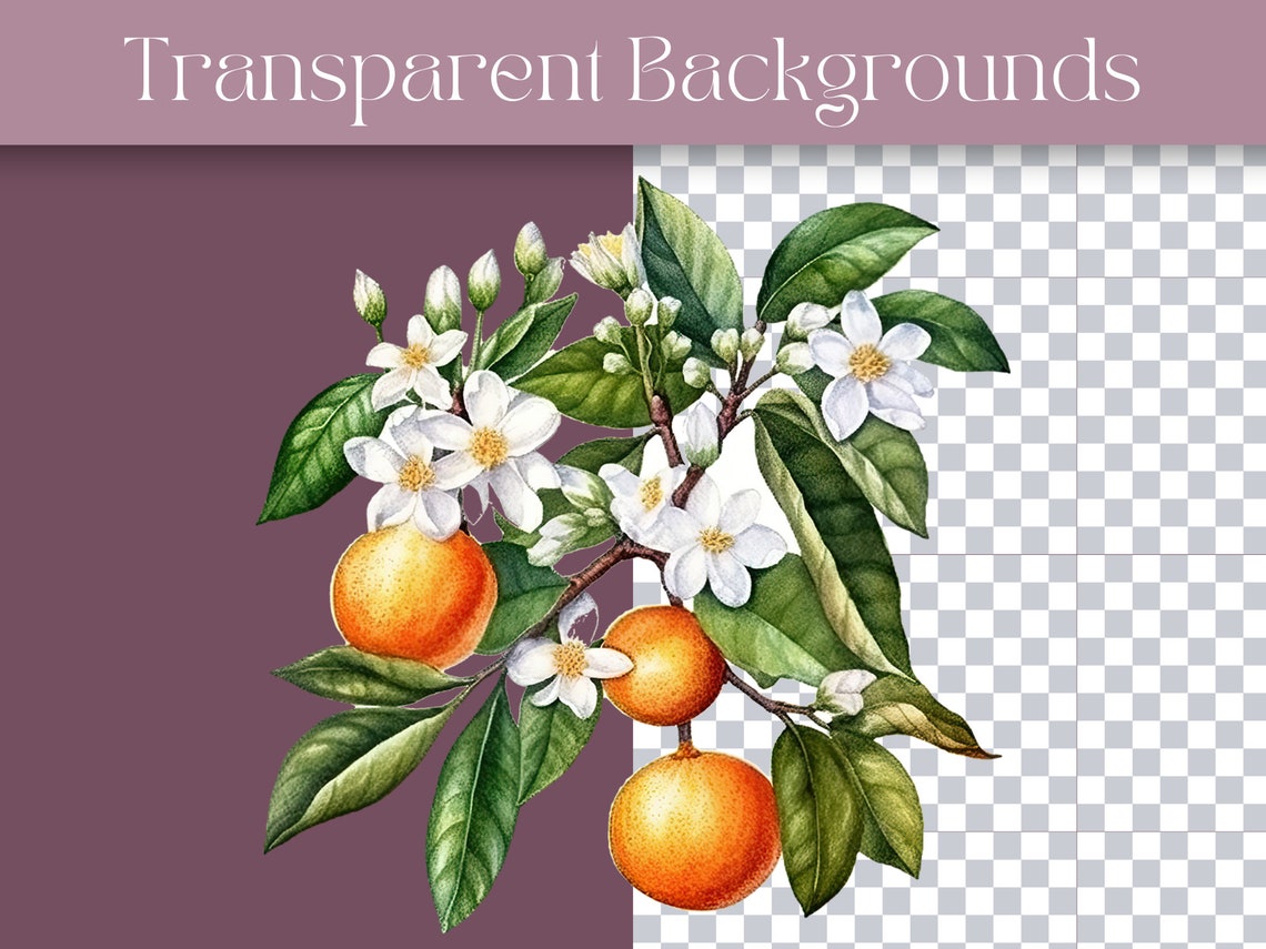 Watercolor Orange Blossom Clipart Bundle, Digital Crafting, Nursery ...