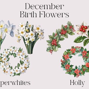 December Birthflower Clipart Bundle, Birth Flower Clipart Birth Flowers ...