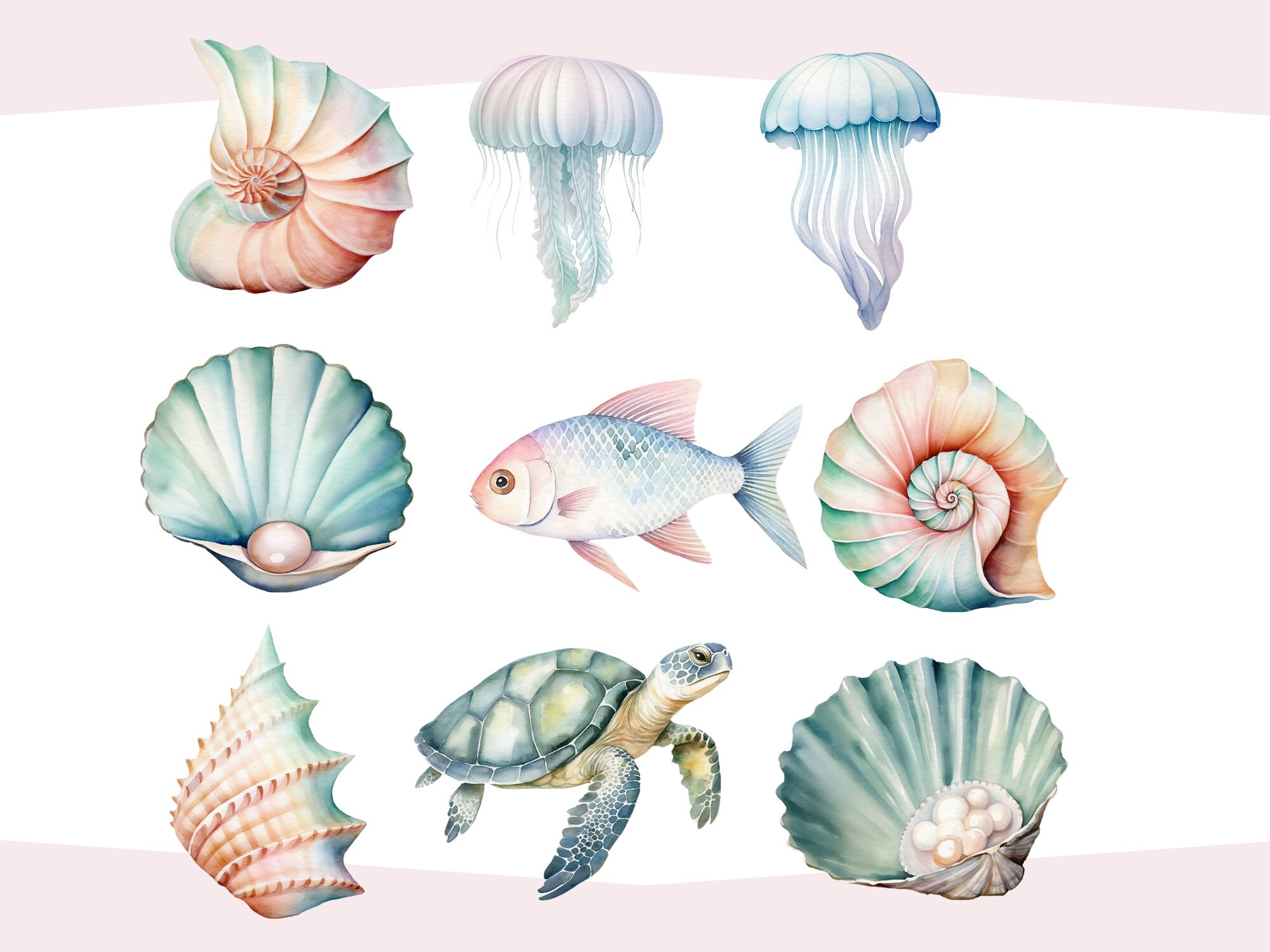 Watercolor Sea Shell Clipart | Watercolor Seashells Clipart, Watercolor ...