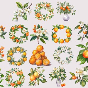Watercolor Orange Blossom Clipart Bundle, Digital Crafting, Nursery ...