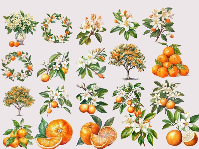 Watercolor Orange Blossom Clipart Bundle, Digital Crafting, Nursery ...