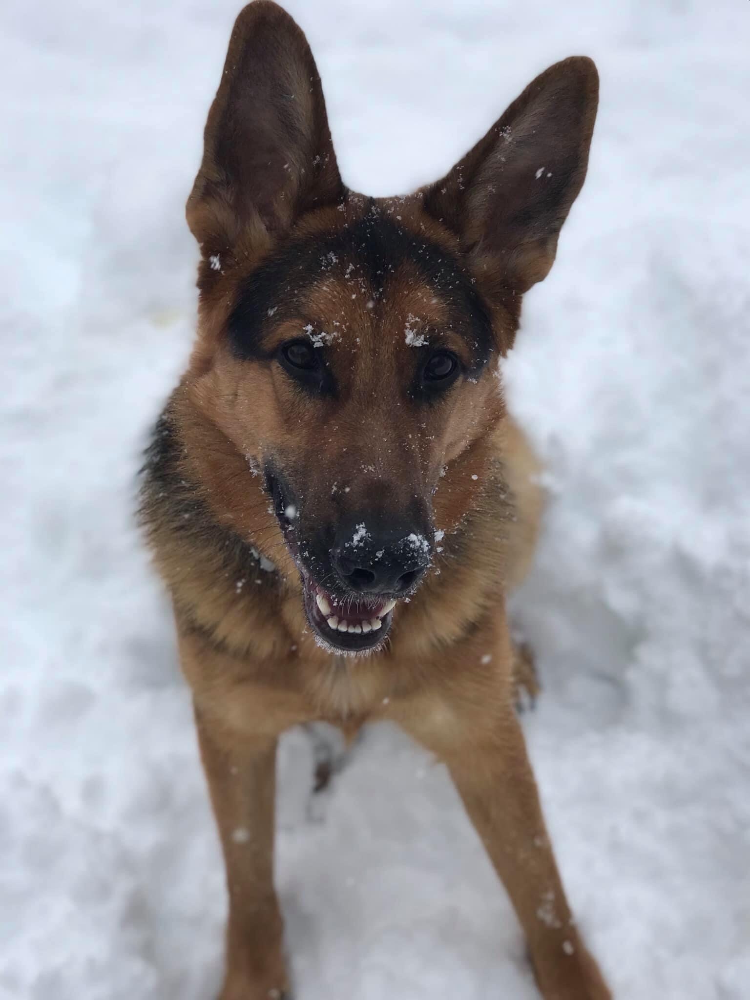 German Shepherd in Snow - Etsy