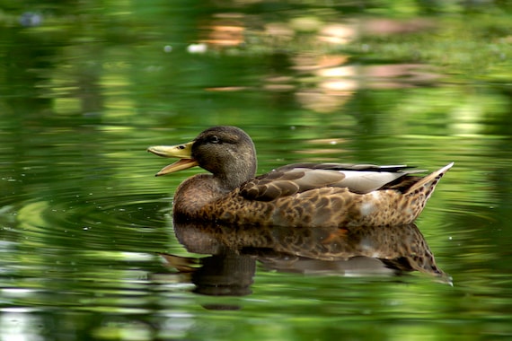Mallard Duck Quacking
