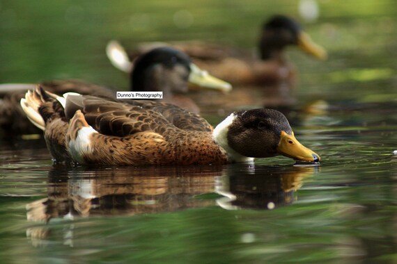 Mallards Wallpaper