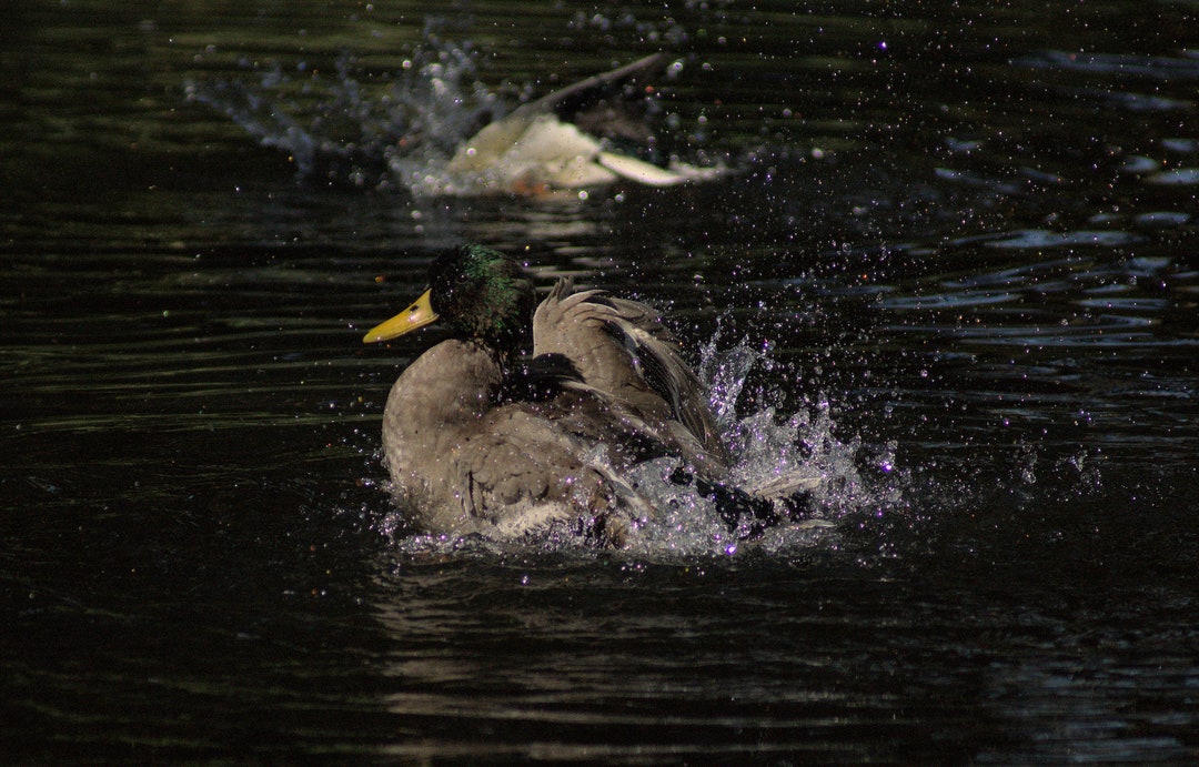 Wild Duck No. 4 Downloadable Wallpaper - Etsy