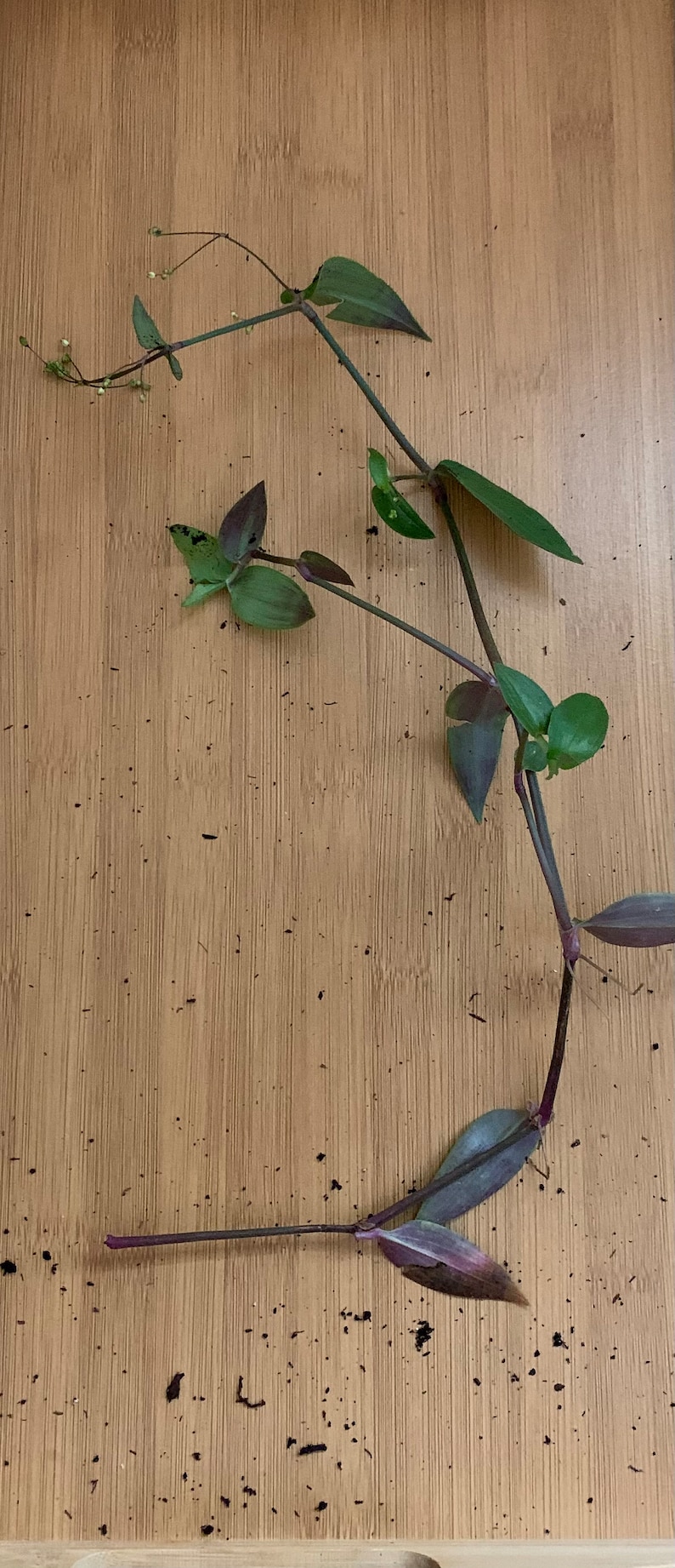 Tahitian Bridal Veil Plant Cuttings, Gibasis Pellucida 10 Unrooted ...
