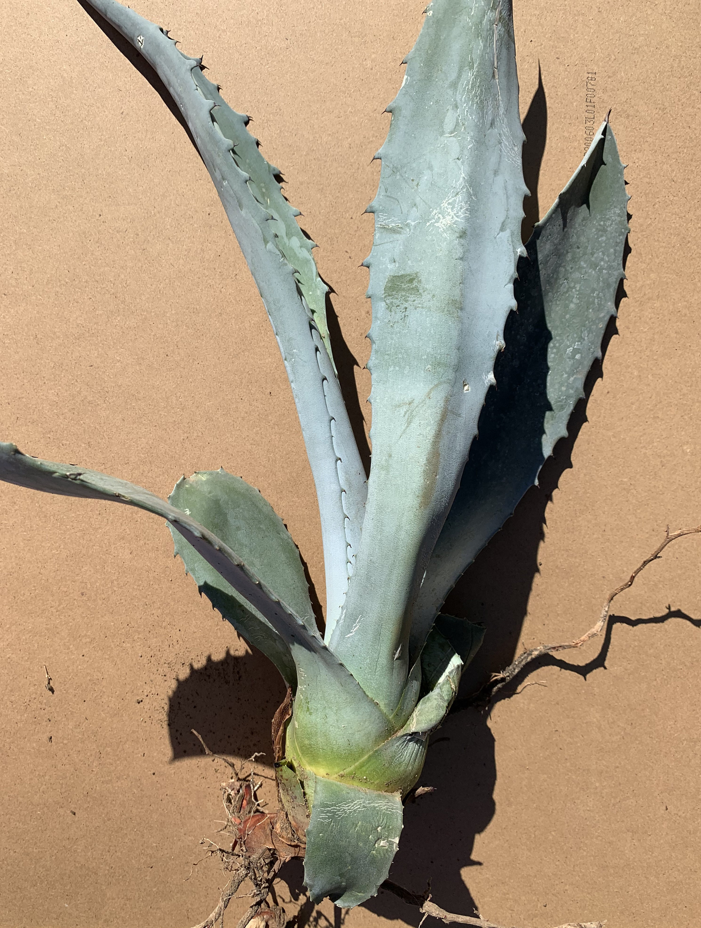 Maguey de Agave Azul 1 raíces de plantas vivas 10-13 pulgadas - Etsy México