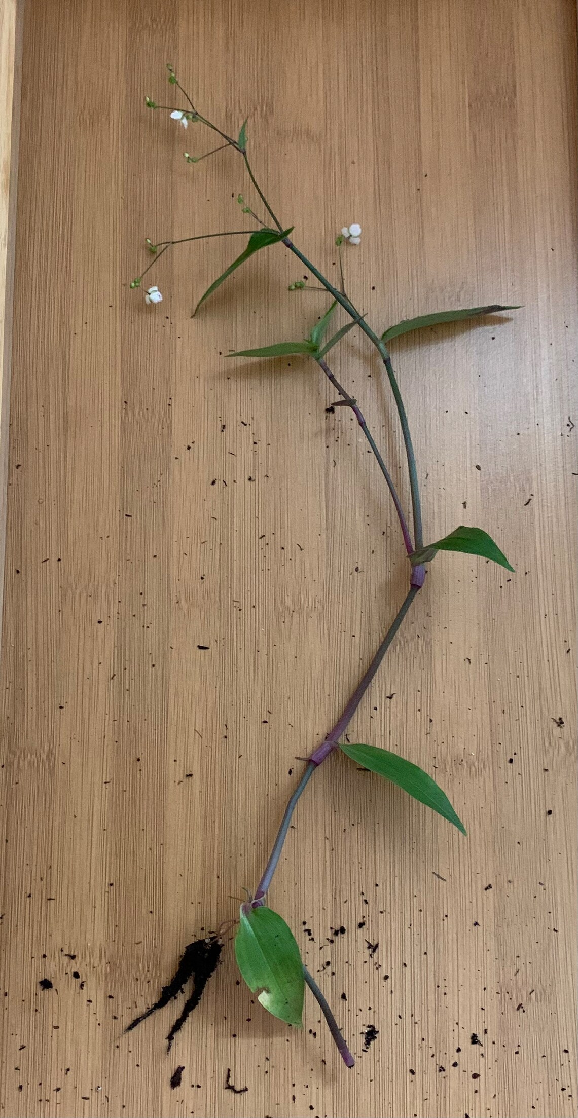 Tahitian Bridal Veil Plant Cuttings, Gibasis Pellucida 10 Unrooted ...