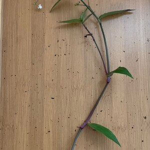 Tahitian Bridal Veil Plant Cuttings, Gibasis Pellucida 10 Unrooted ...