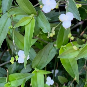 Tahitian Bridal Veil Plant Cuttings, Gibasis Pellucida 10 Unrooted ...